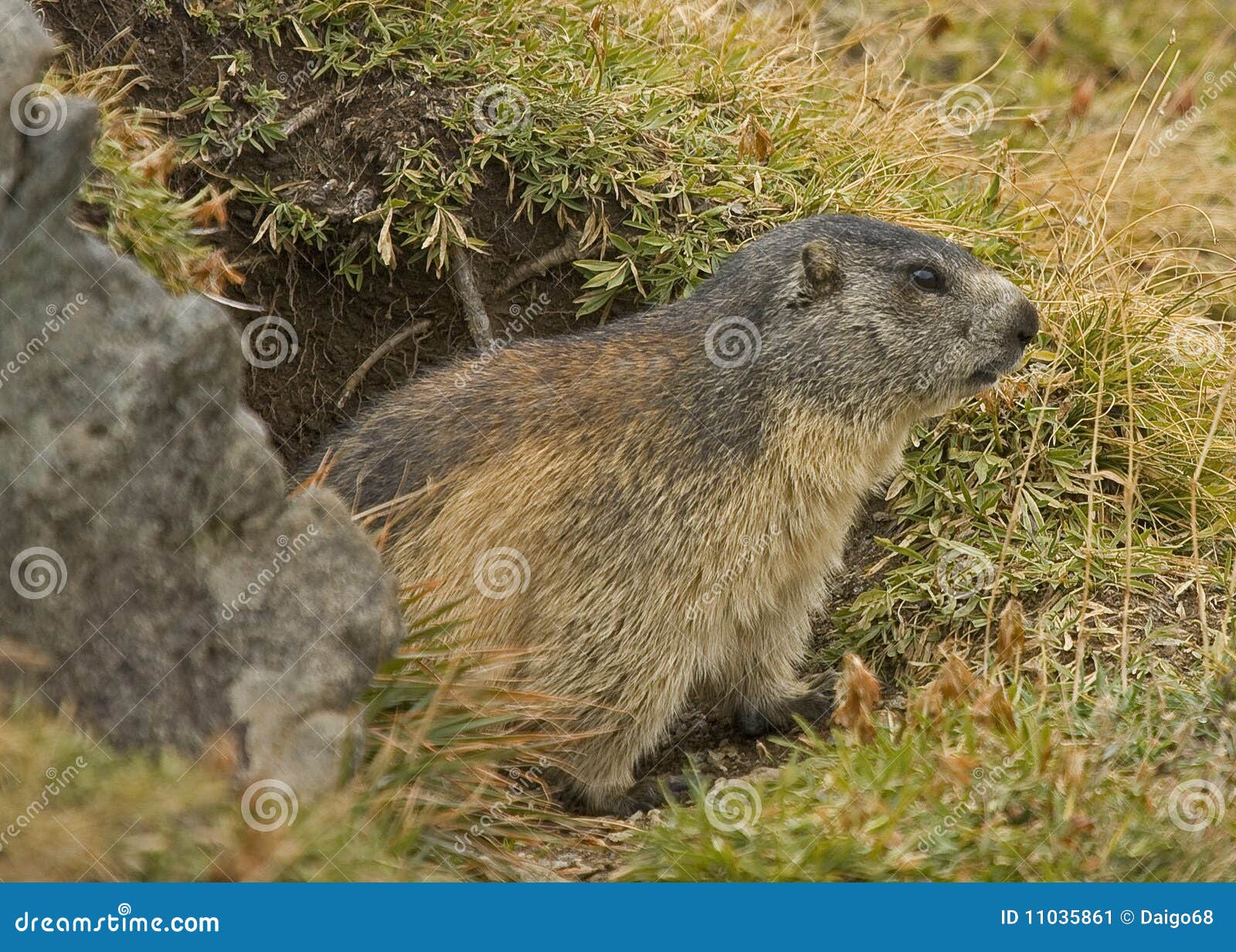 Marmot stock image. Image of meadow, marmot, green, granparadiso - 11035861