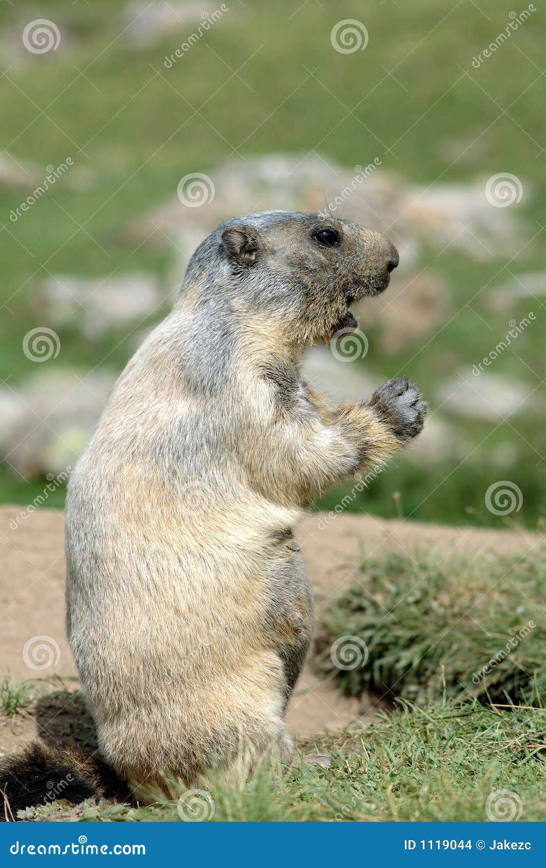 Marmot stock photo. Image of brown, rodent, female, mound - 1119044