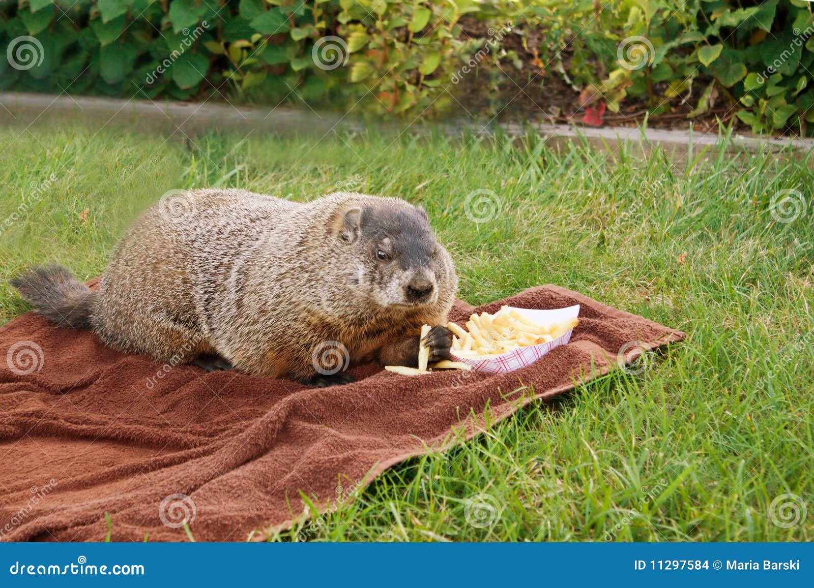 The marmot stock photo. Image of snack, marmot, ground - 11297584