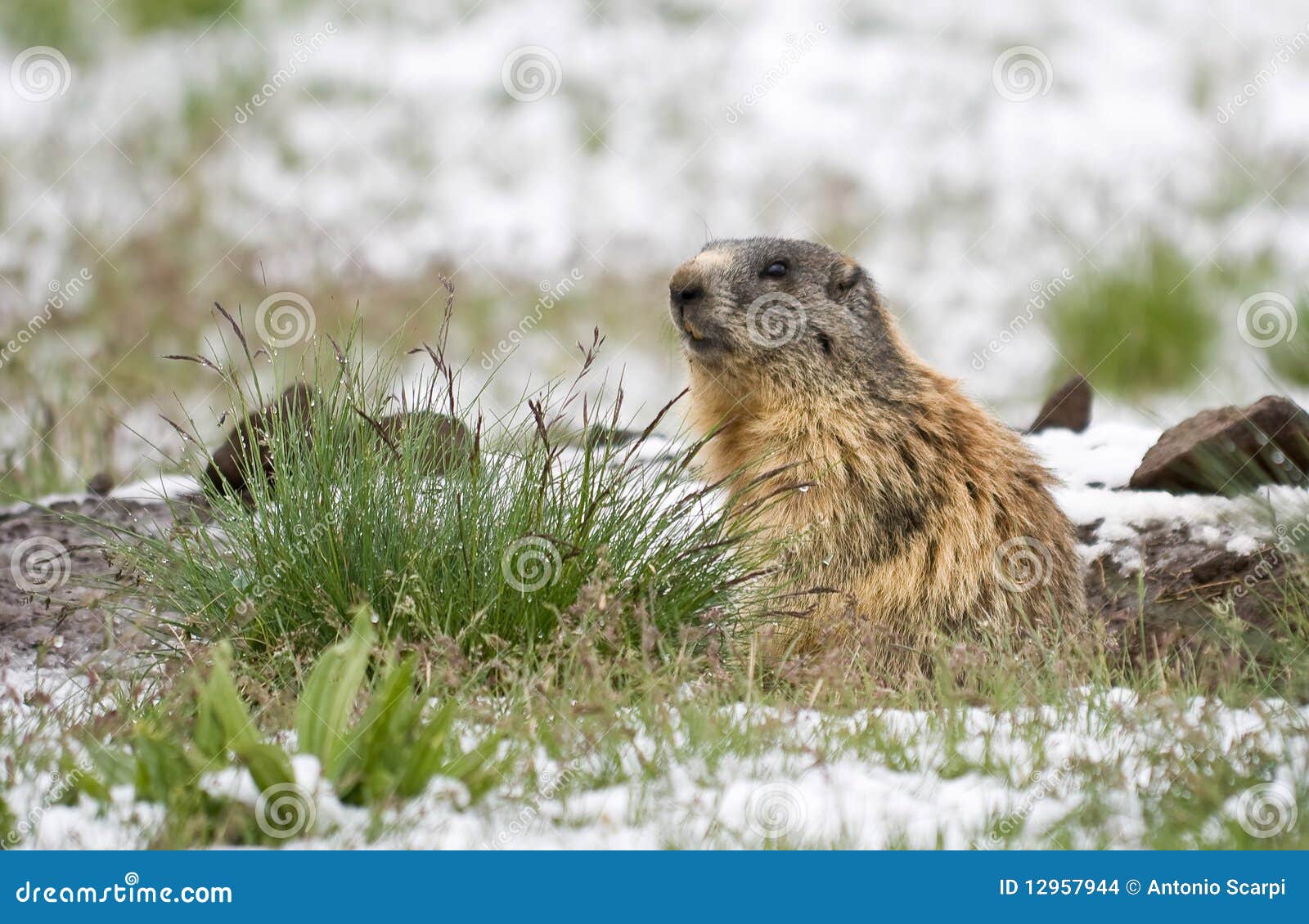Marmot stock photo. Image of green, prairie, adorable - 12957944