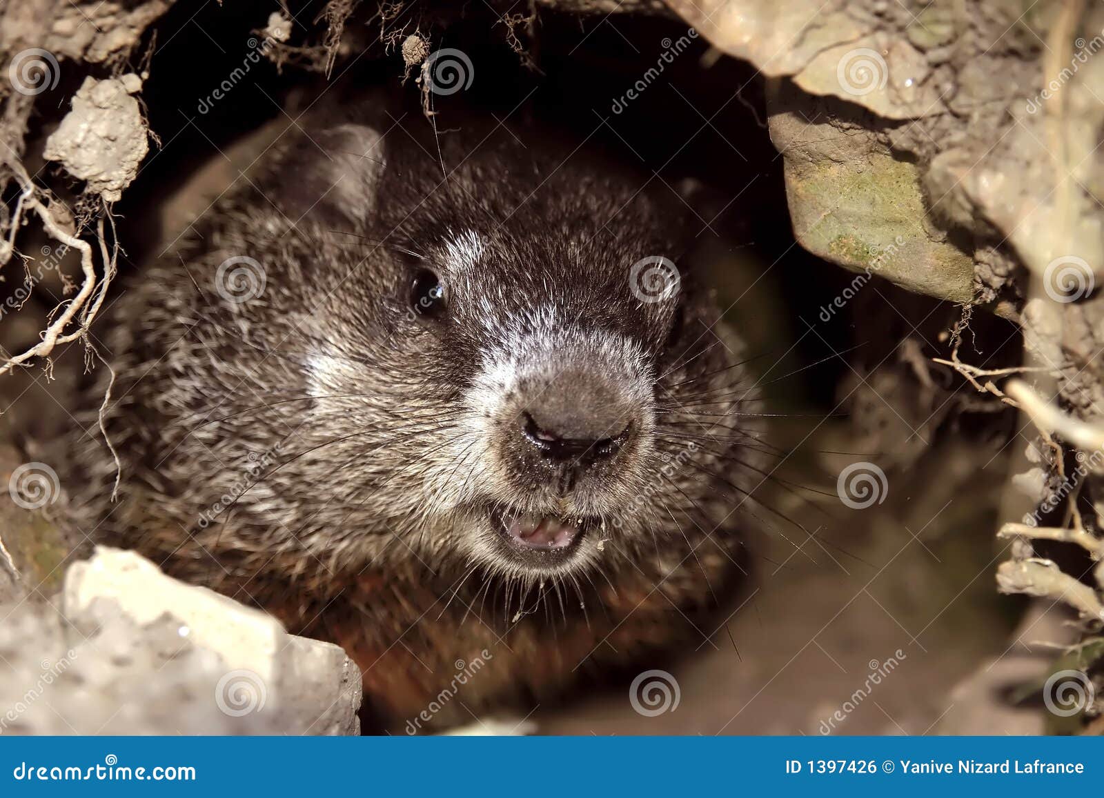 Marmot stock photo. Image of nest, lair, animal, burrow - 1397426