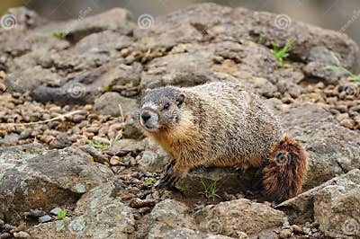 Marmot stock image. Image of rodent, park, nature, falls - 14940339