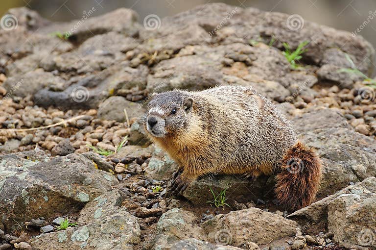 Marmot stock image. Image of rodent, park, nature, falls - 14940339