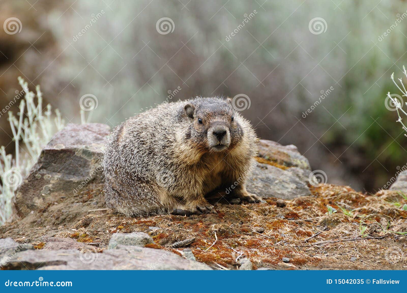 Marmot stock image. Image of rodent, wildness, marmot - 15042035