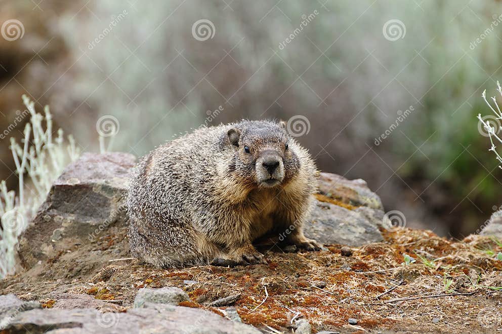 Marmot stock image. Image of rodent, wildness, marmot - 15042035