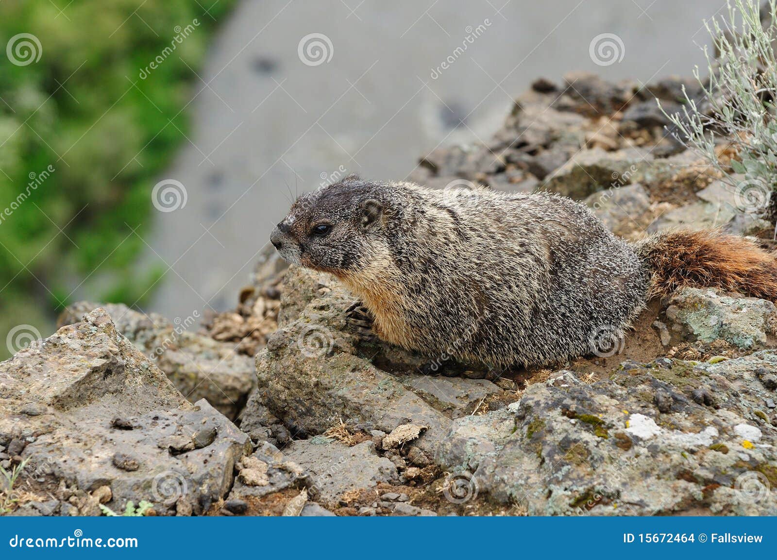 Marmot stock photo. Image of nature, marmot, park, state - 15672464