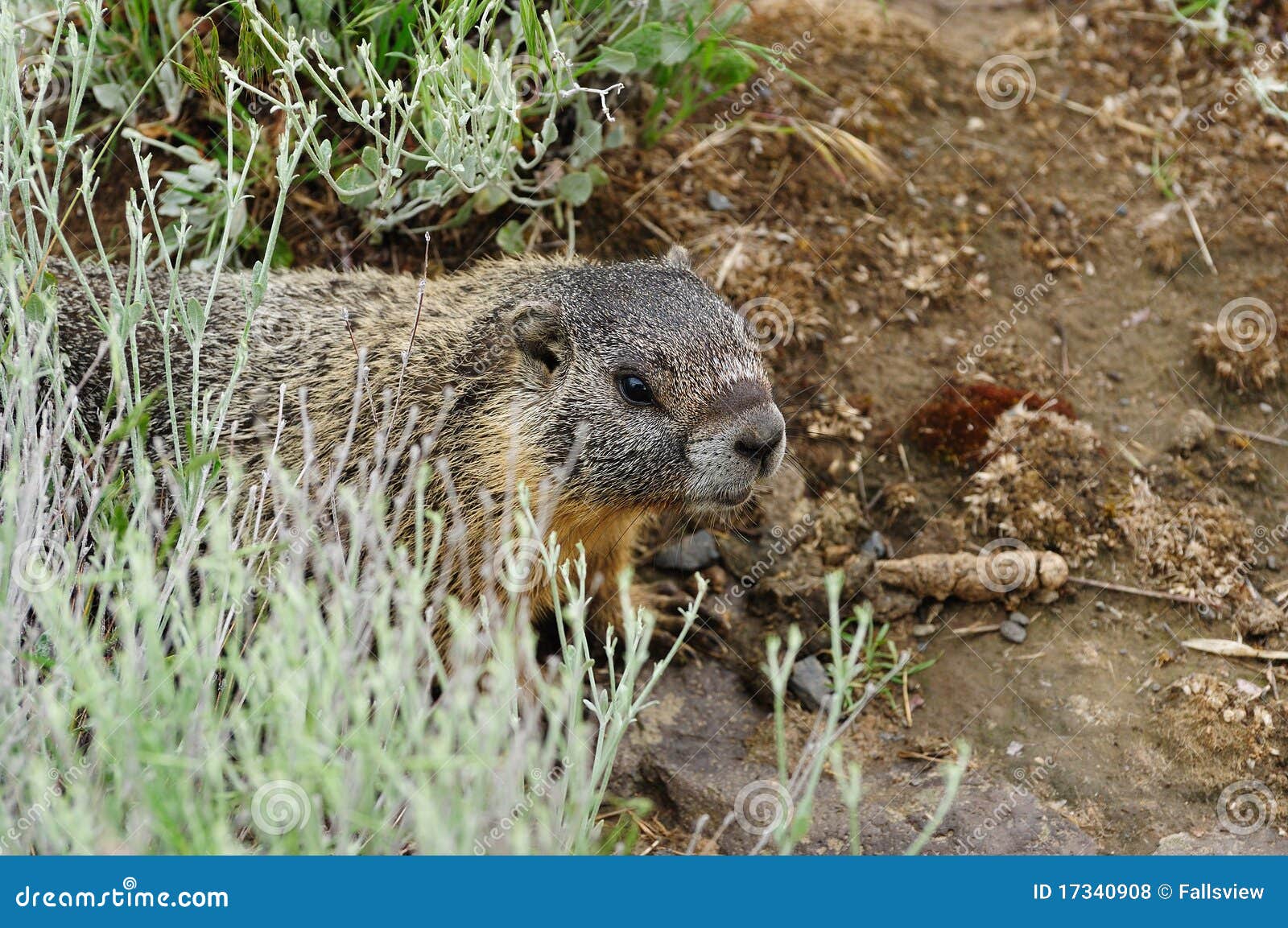 Marmot stock photo. Image of mammal, nature, falls, wildlife - 17340908