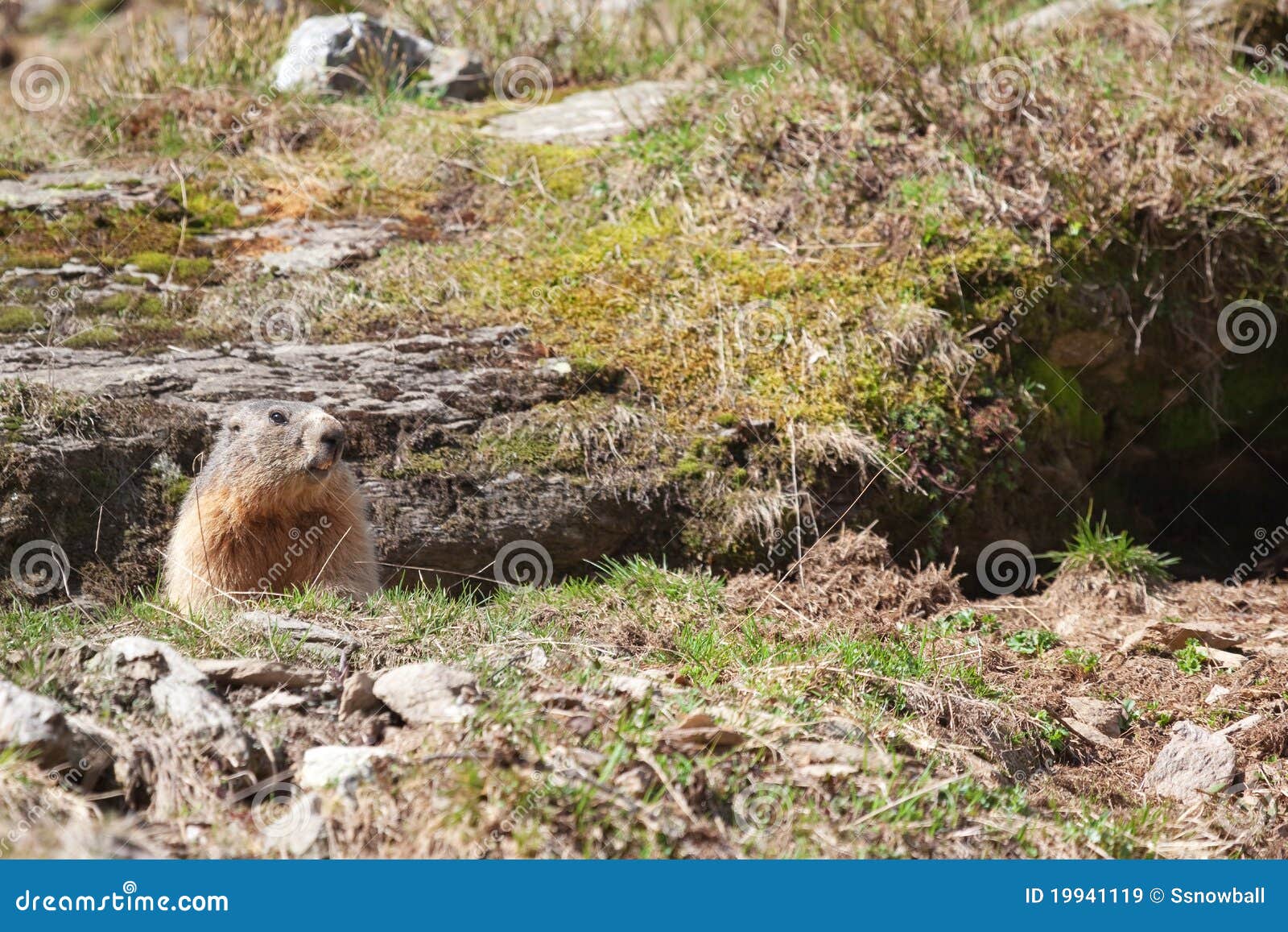 Marmot stock image. Image of spring, nest, hole, kennel - 19941119
