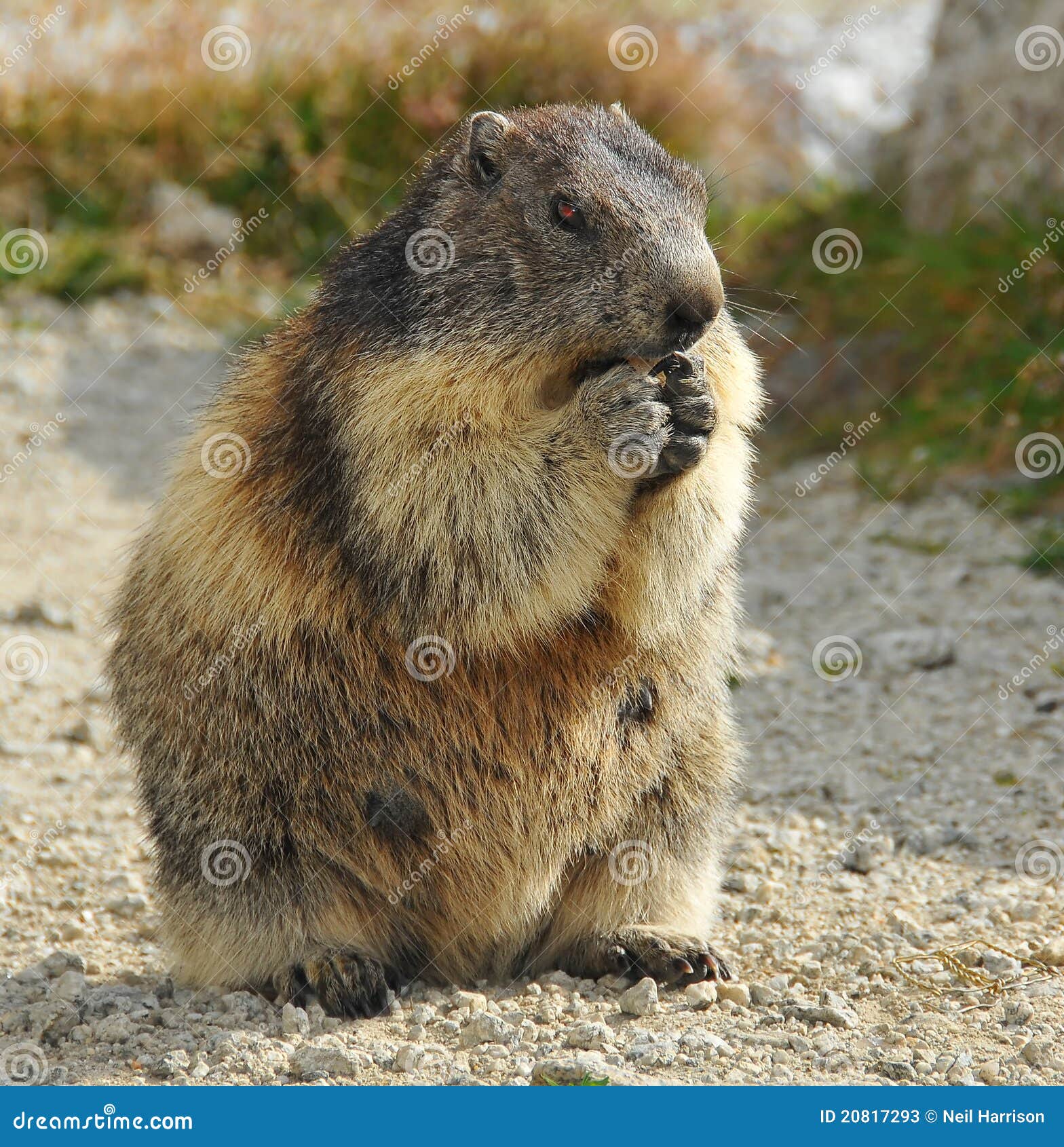 Marmot stock image. Image of squirrel, chewing, creature - 20817293