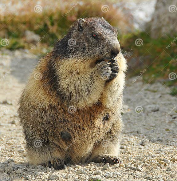 Marmot stock image. Image of squirrel, chewing, creature - 20817293