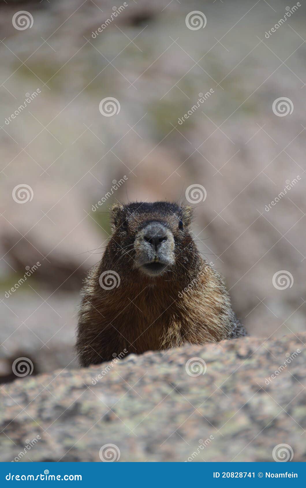 Marmot stock image. Image of funny, beige, hill, sand - 20828741