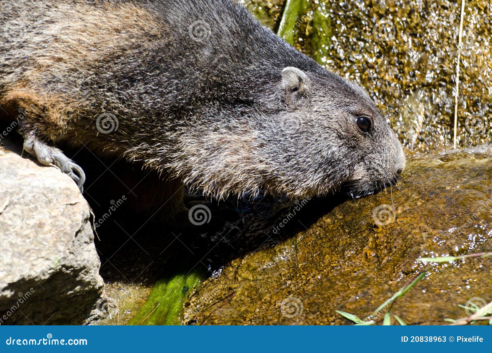 Marmot stock image. Image of furry, spring, claws, natural - 20838963
