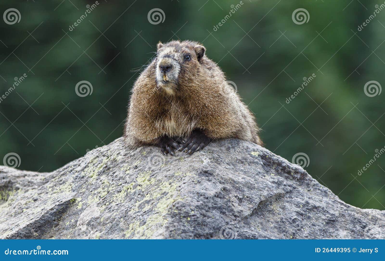 Marmot Stock Photography | CartoonDealer.com #65108468