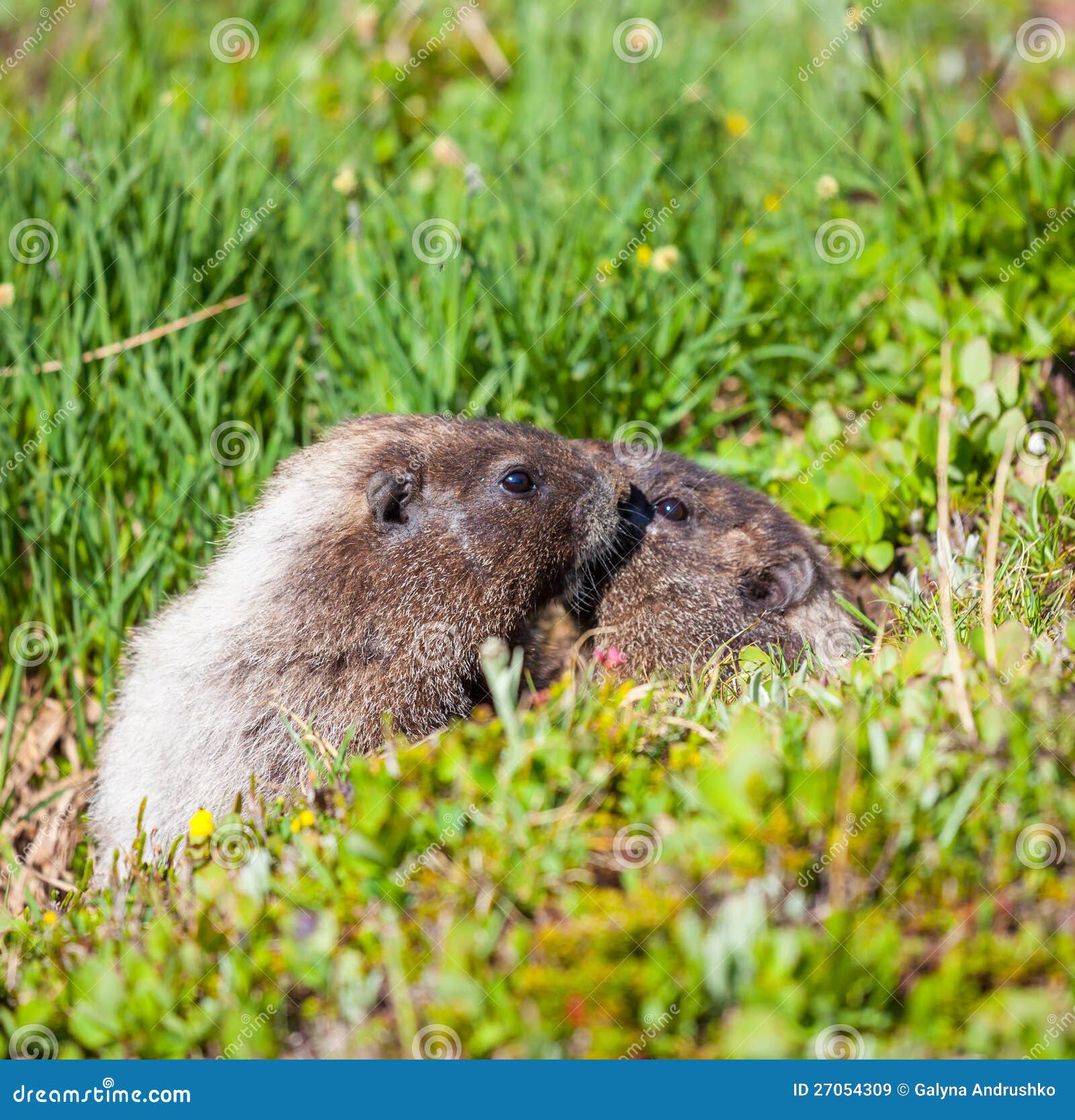 Marmot stock image. Image of yellow, nature, grey, standing - 27054309
