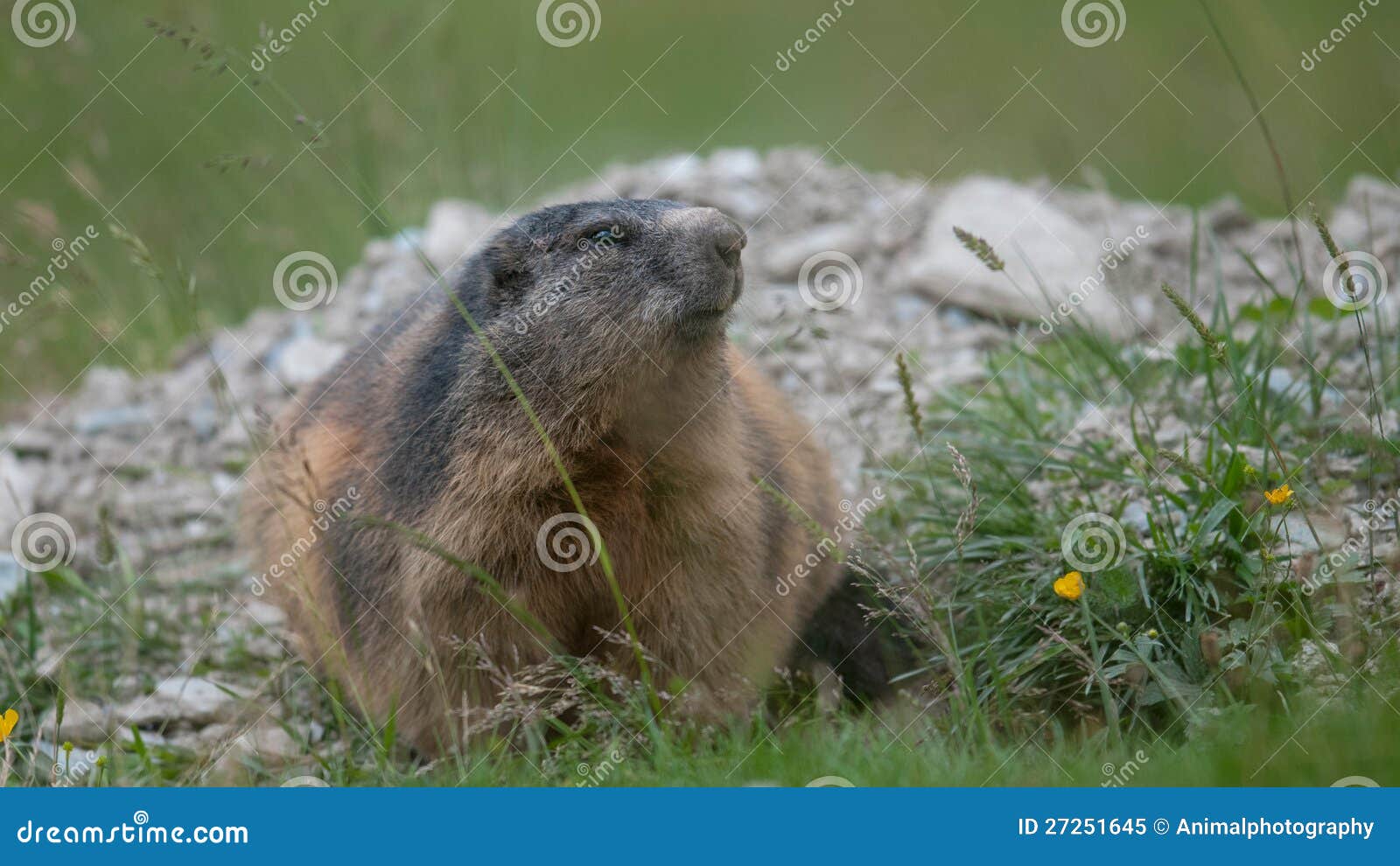 Marmot stock image. Image of open, close, ground, face - 27251645