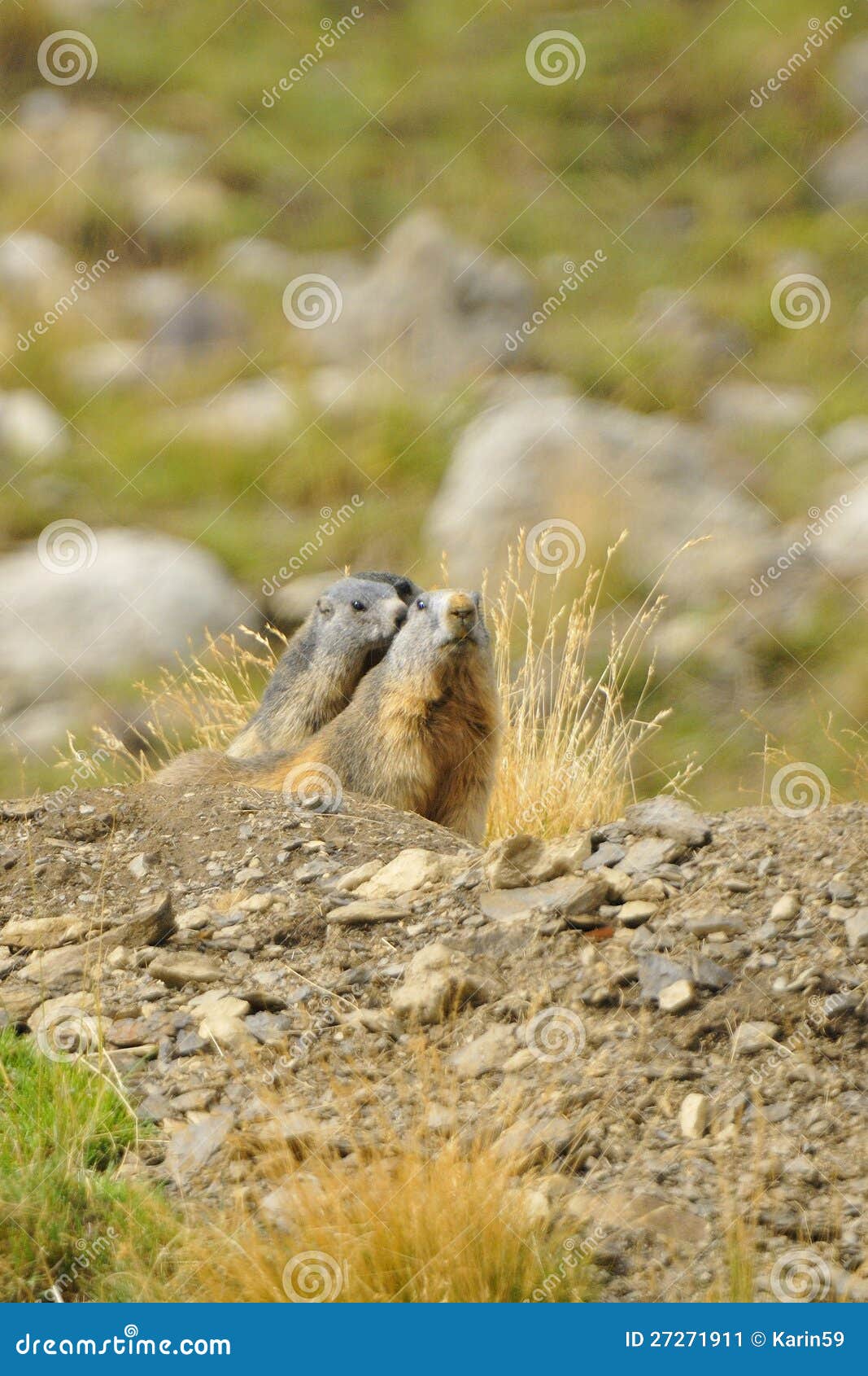 Marmot stock image. Image of claws, brown, marmot, mountain - 27271911