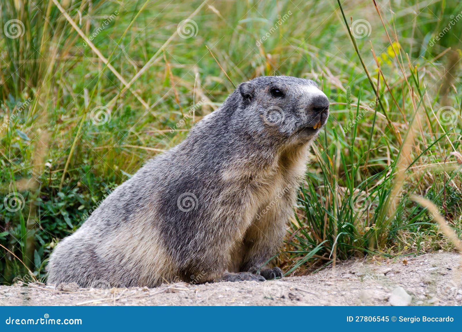 Marmot stock image. Image of italy, marmot, color, animal - 27806545