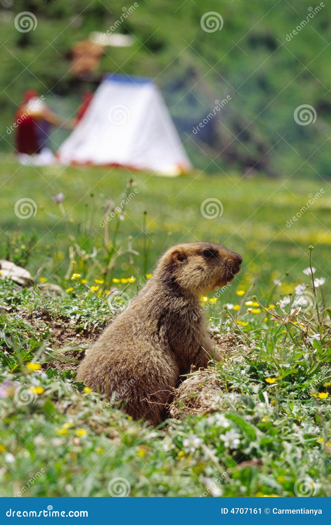 Marmot stock image. Image of marmot, hole, sichuan, grass - 4707161