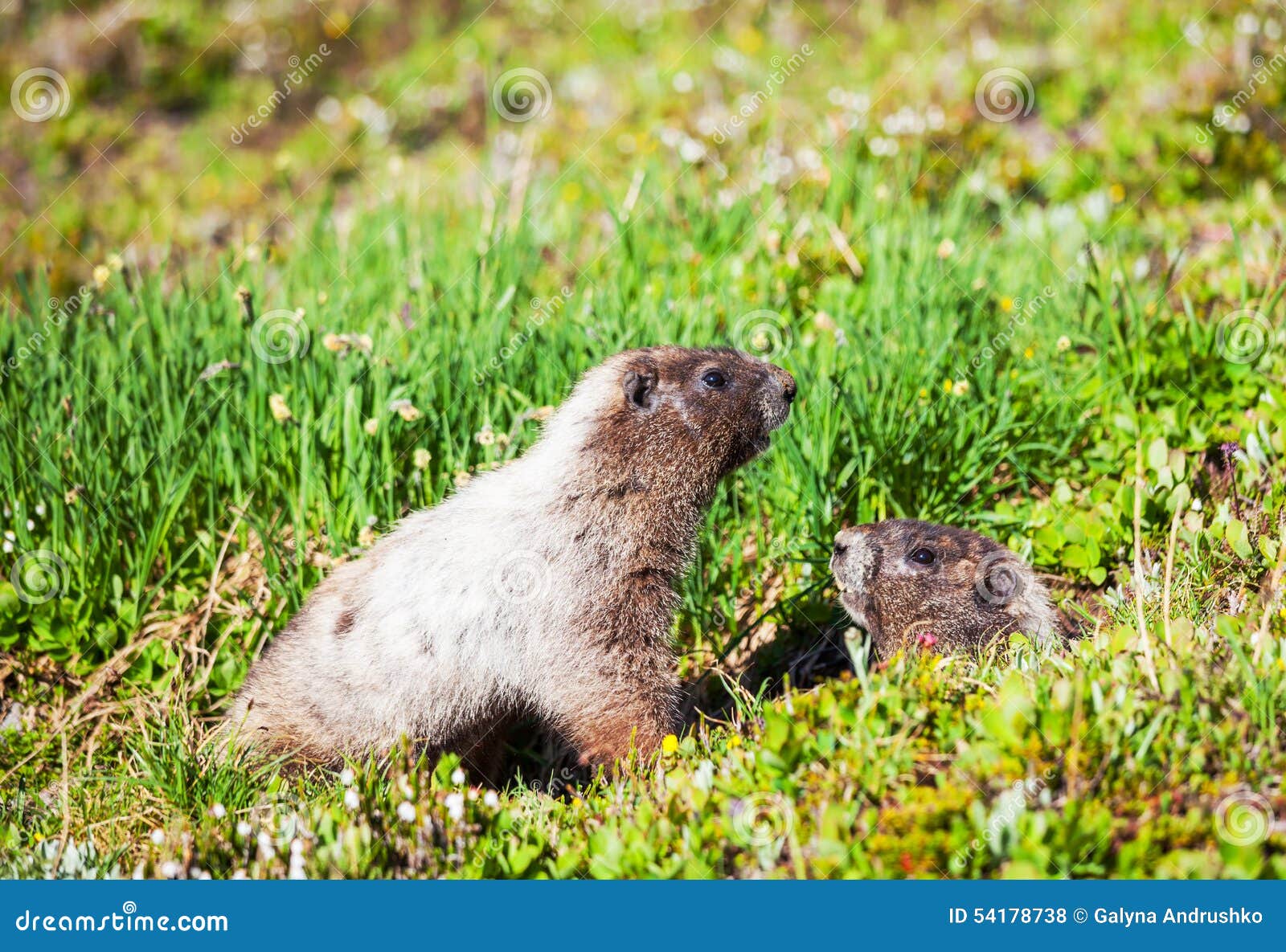 Marmot stock photo. Image of marmot, mountain, squirrel - 54178738