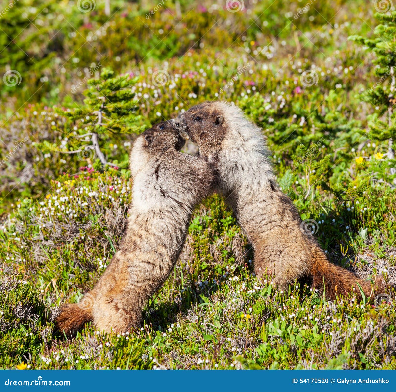 Marmot stock photo. Image of national, couple, groundhog - 54179520