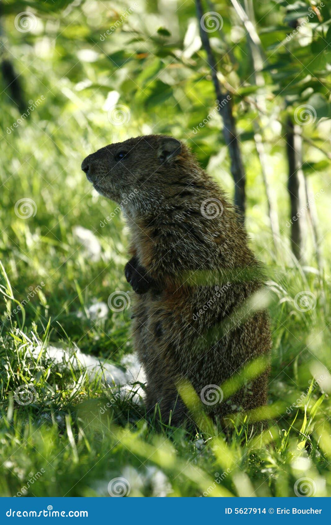 Marmot stock photo. Image of brown, curious, tree, marmot - 5627914