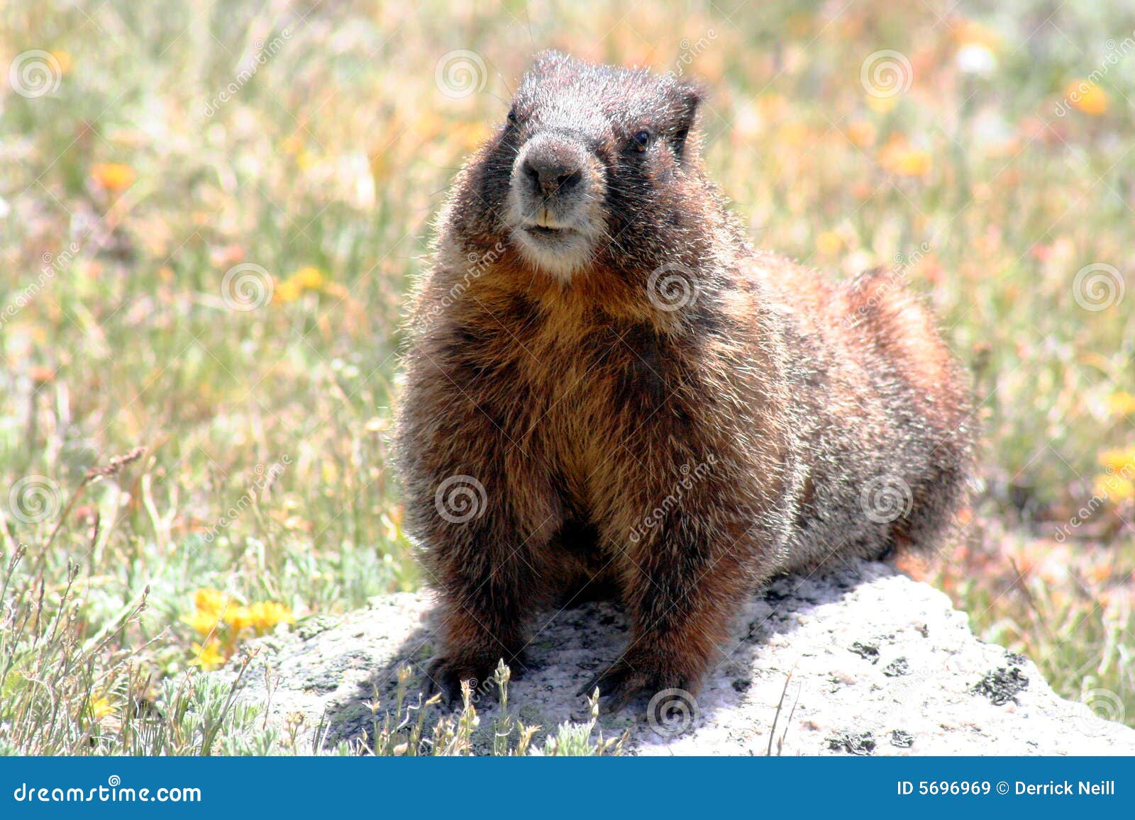 A Marmot stock image. Image of rodents, rocky, eyes, meadow - 5696969