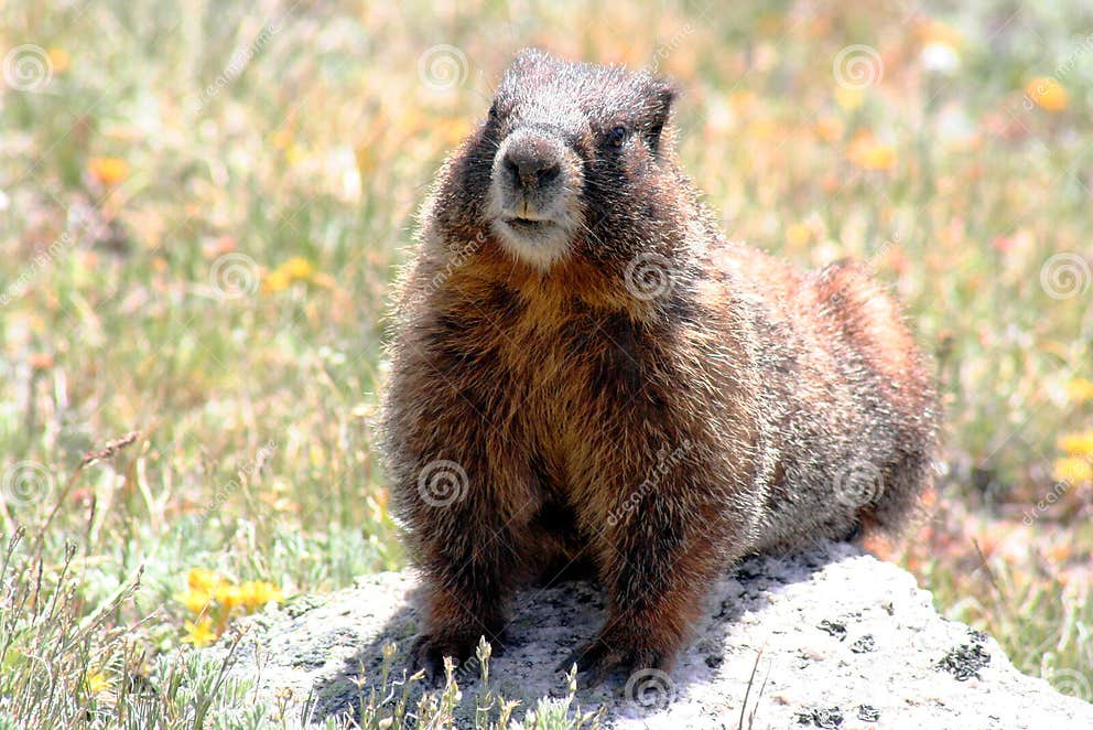 A Marmot stock image. Image of rodents, rocky, eyes, meadow - 5696969