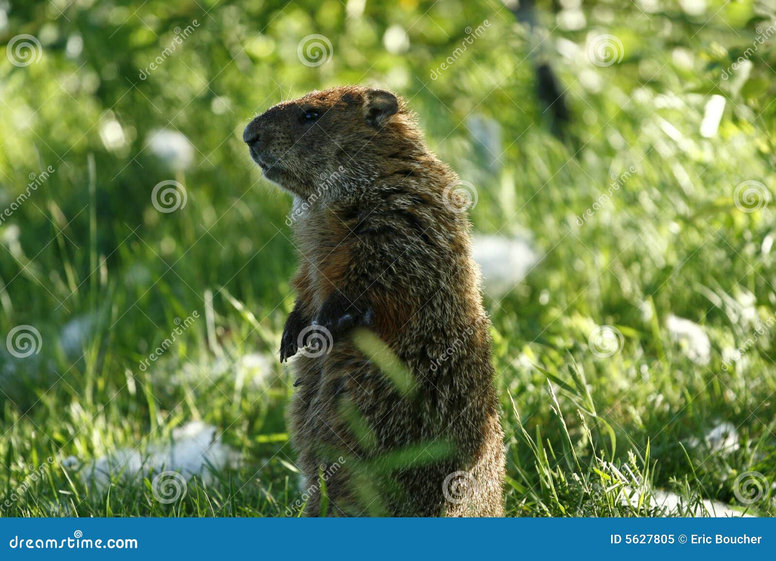 Marmot 8 Picture. Image: 5627805