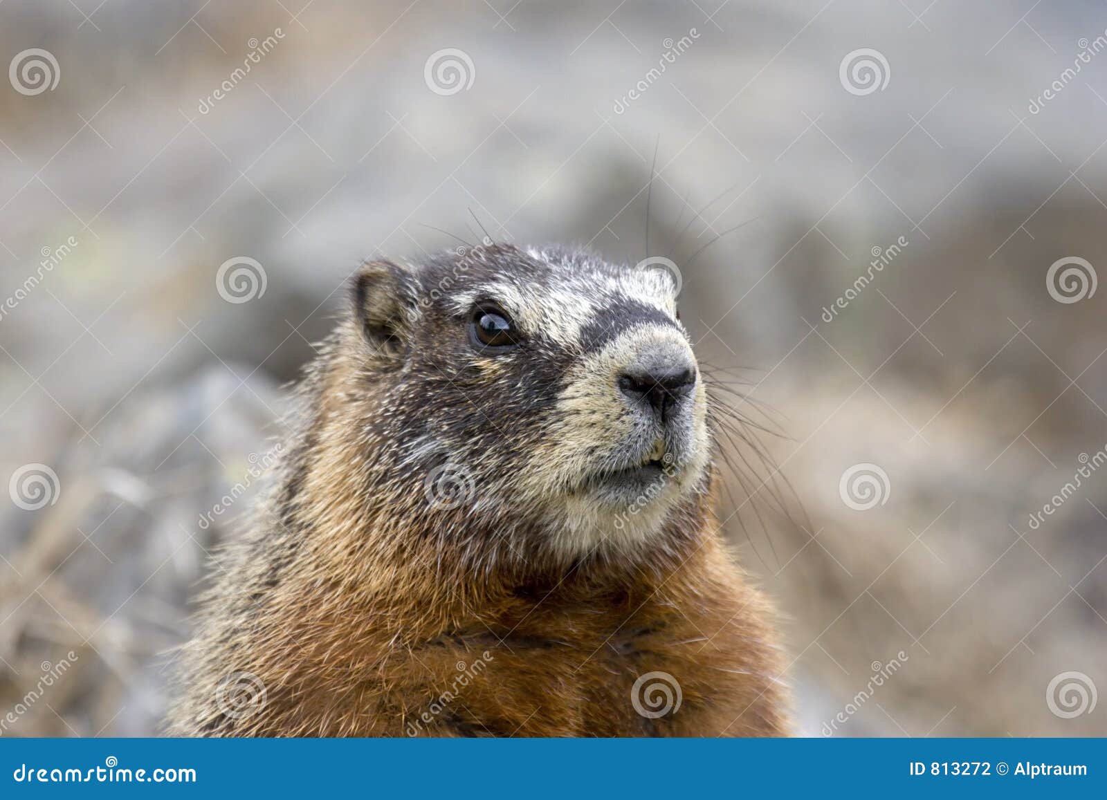 Marmot stock photo. Image of head, animal, ground, marmot - 813272