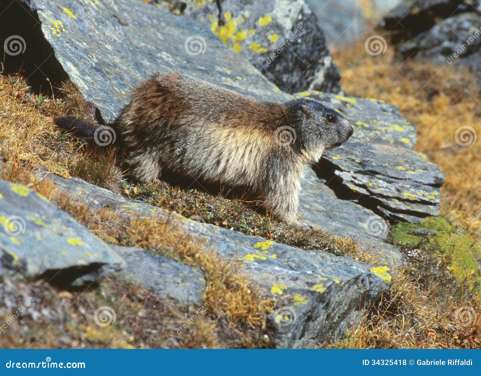 Marmot stock photo. Image of rodent, marmota, nail, coat - 34325418