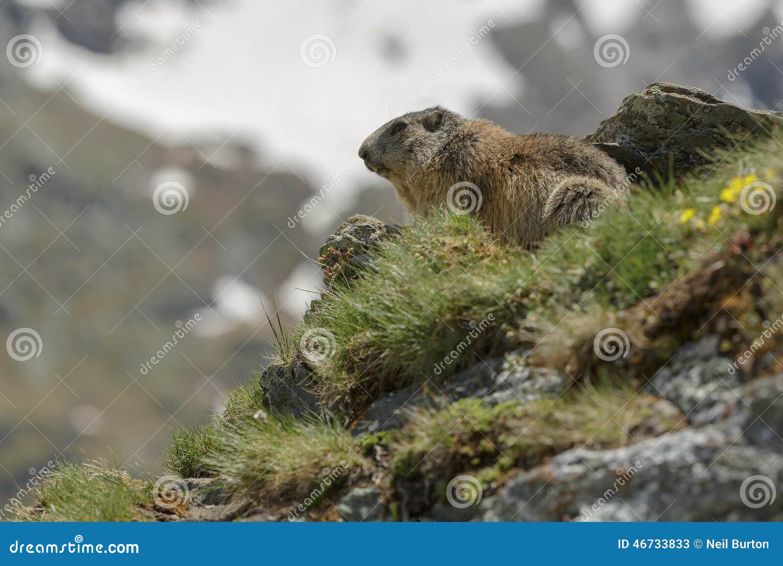 Marmot in Alpine setting stock image. Image of lovable - 46733833