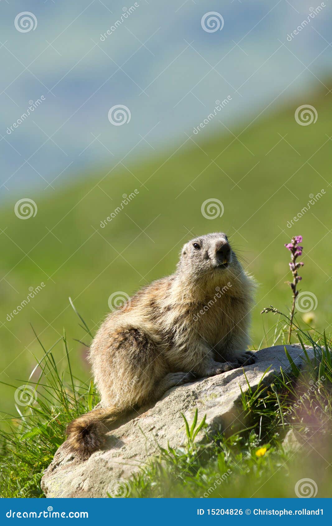 Marmot in the alps stock photo. Image of alps, wild, park - 15204826