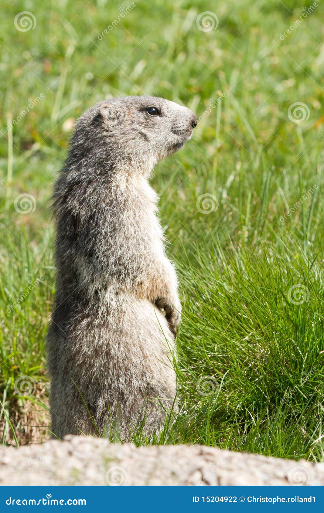 Marmot in the alps stock photo. Image of wild, natural - 15204922