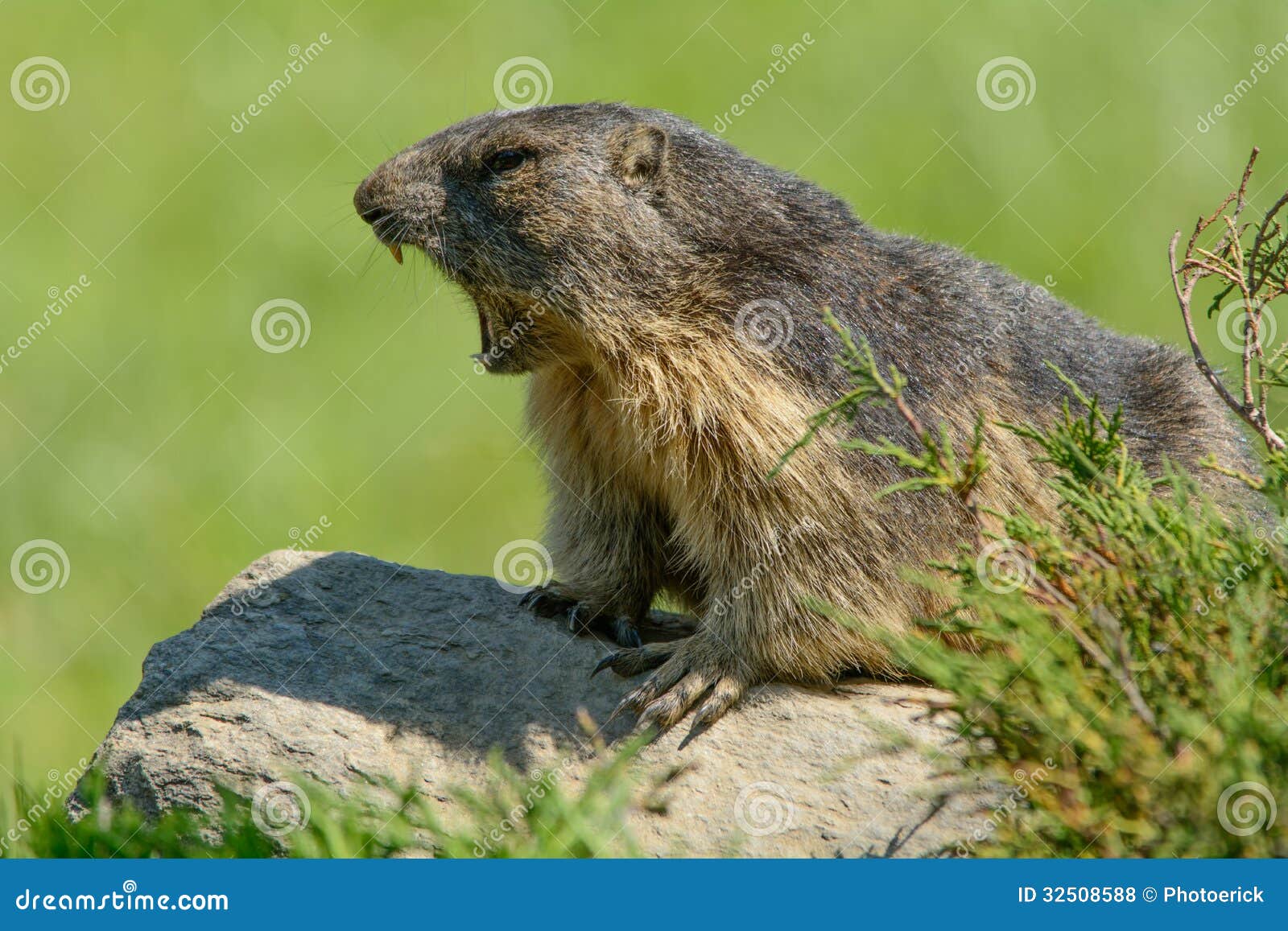 Marmot of the Alps stock photo. Image of whistle, rodents - 32508588
