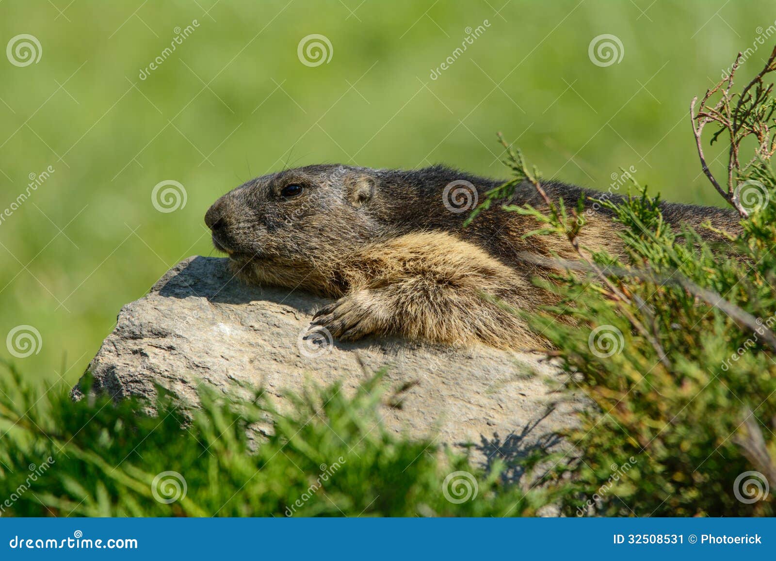 Marmot of the Alps stock image. Image of aosta, tyrol - 32508531