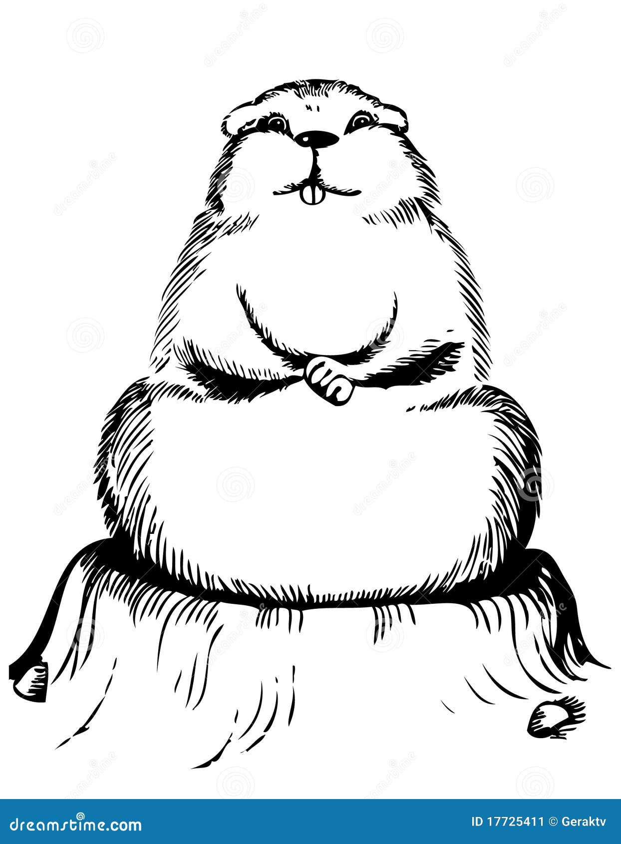 Marmot.Animal stock vector. Illustration of wild, predict - 17725411