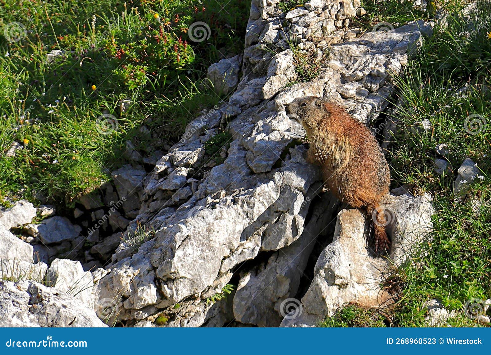 Marmot Animal Walking on the Rocks Stock Image - Image of large, stones ...
