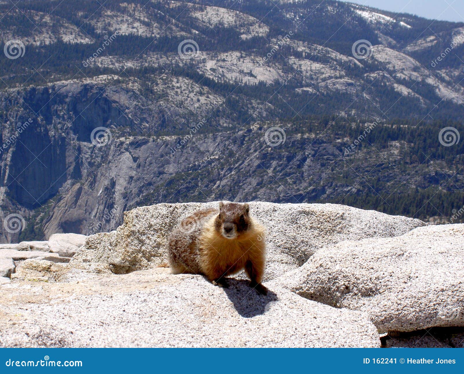 Marmot Atop Half Dome, Yosemite Stock Image - Image of backpacking ...