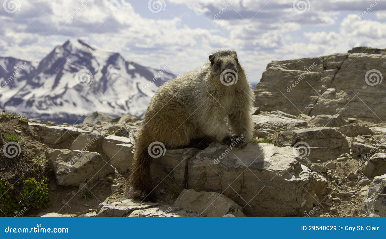 A Marmot Atop a Mountain in Glacier National Park Stock Image - Image ...