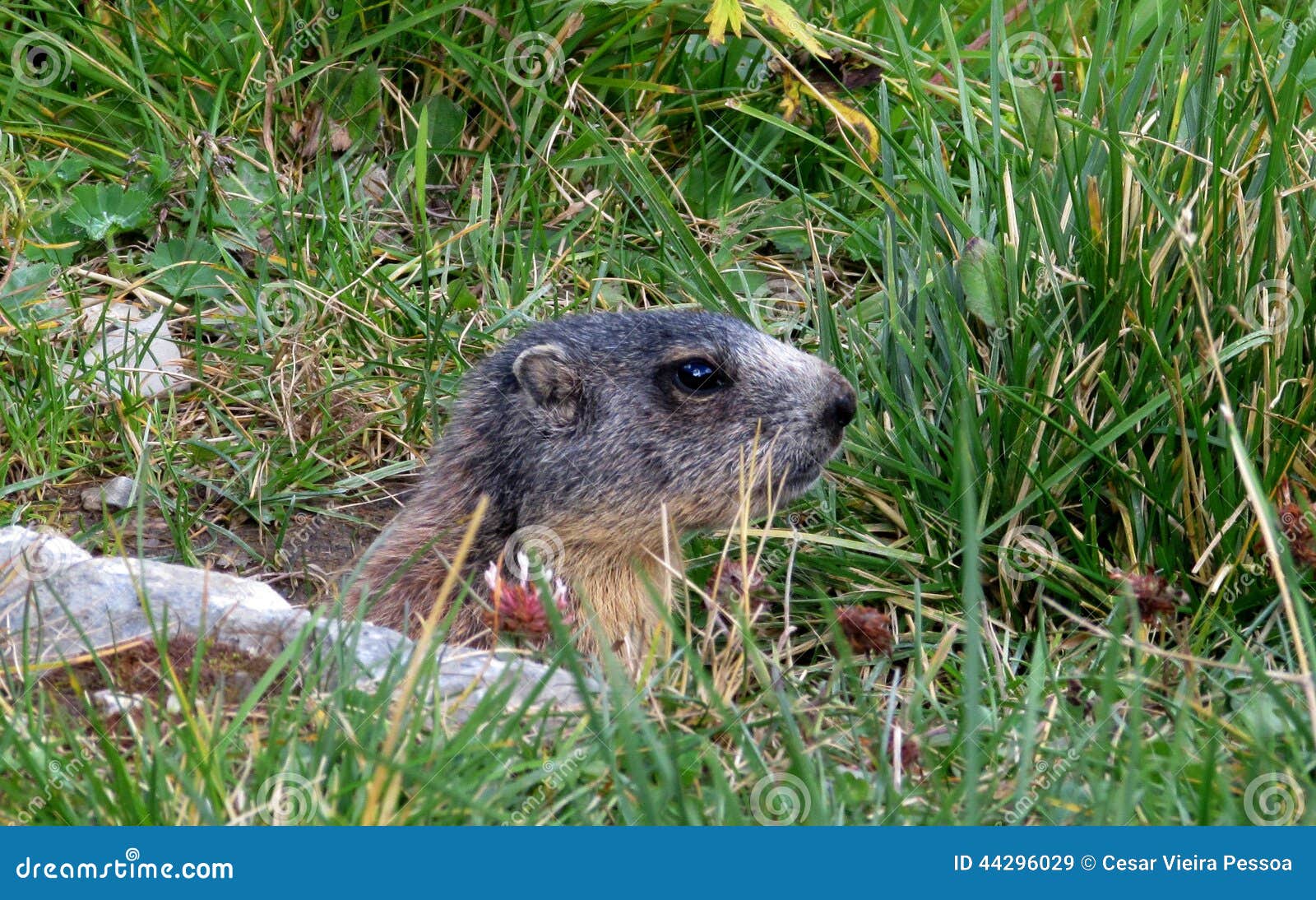 Marmot stock image. Image of marmot, mountain, animals - 44296029