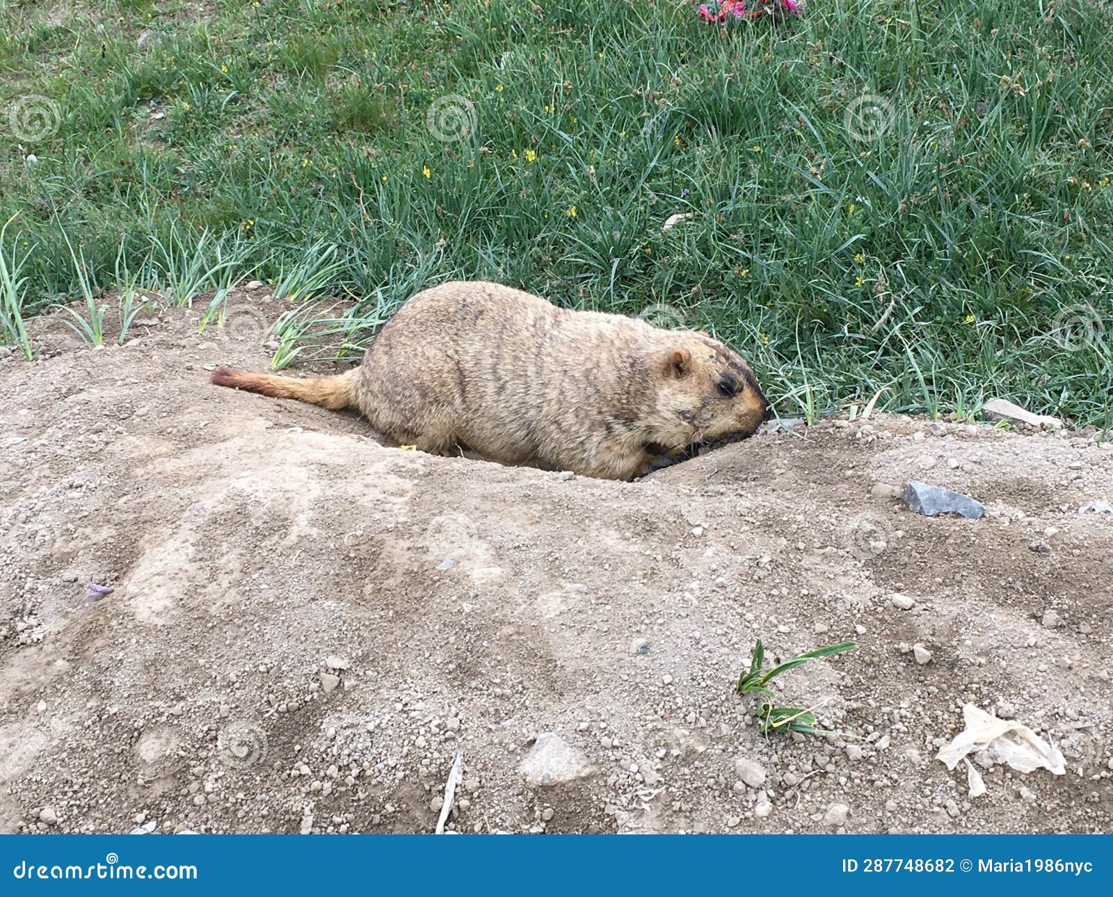 Marmot at Beginning of Outer Kora Around Mount Kailash in August in ...
