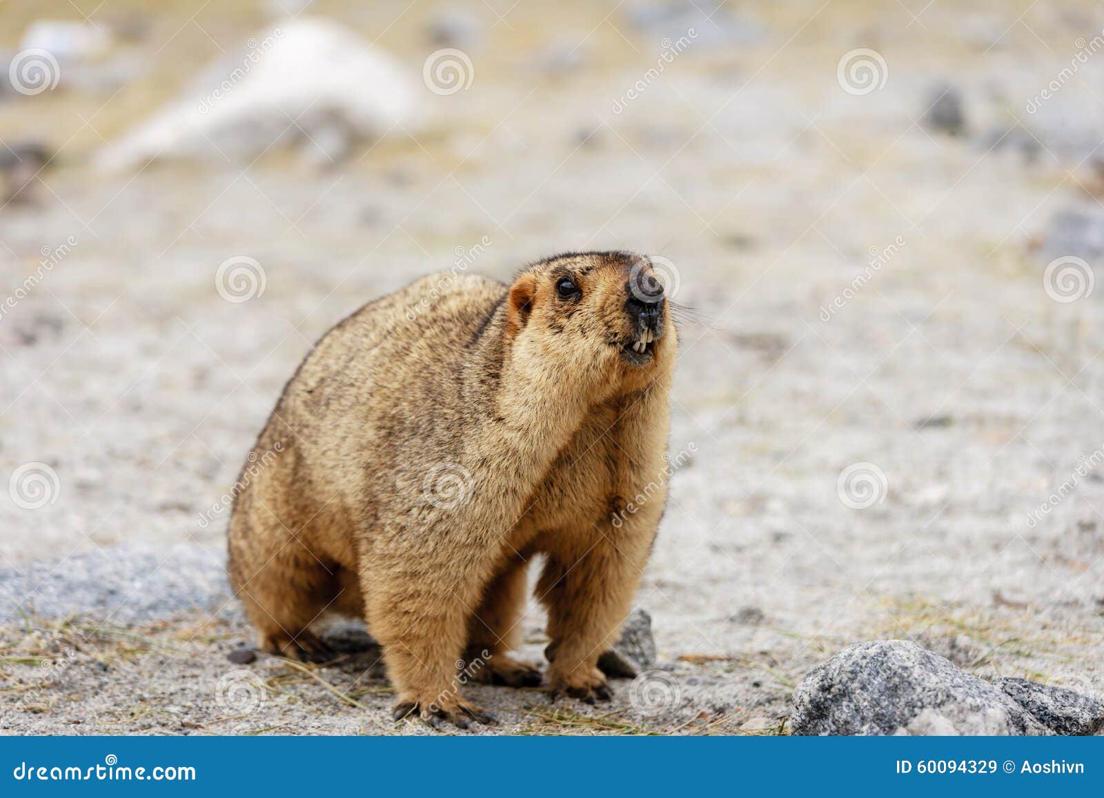 Marmot stock image. Image of asia, forest, bellied, alpine - 60094329