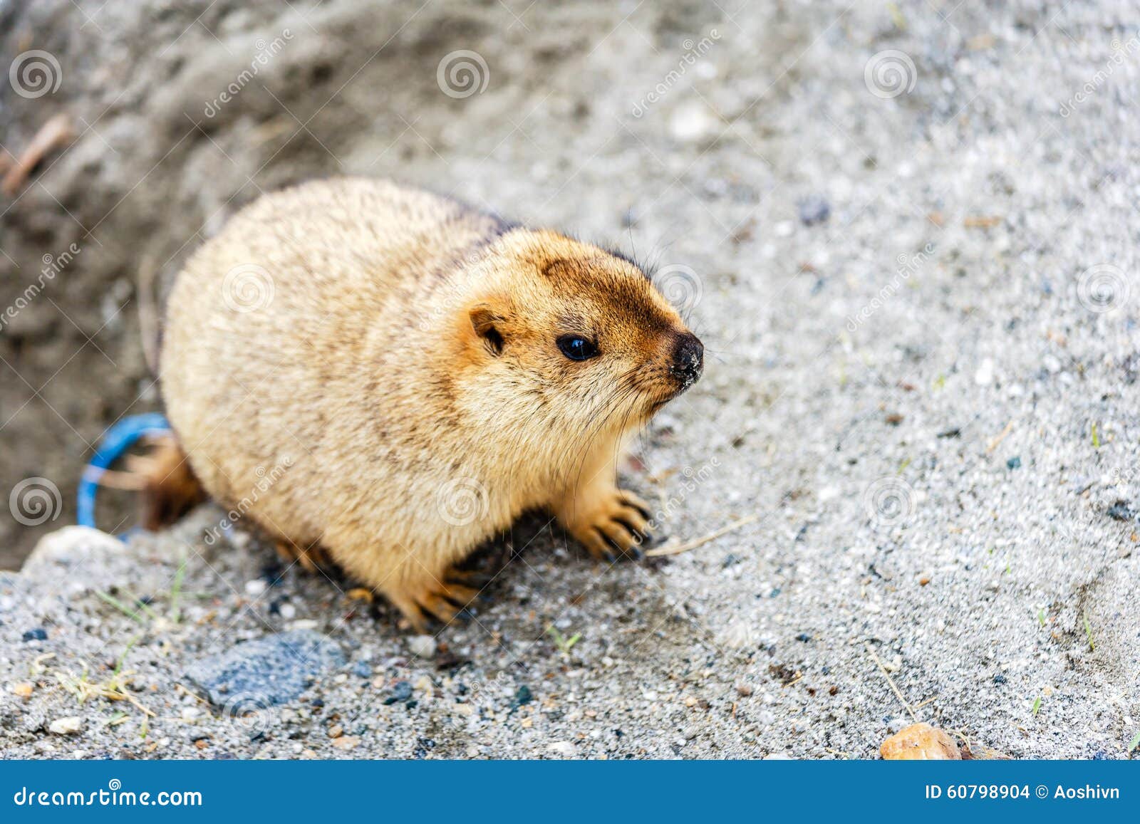 Marmot stock photo. Image of cute, mountain, india, alpine - 60798904