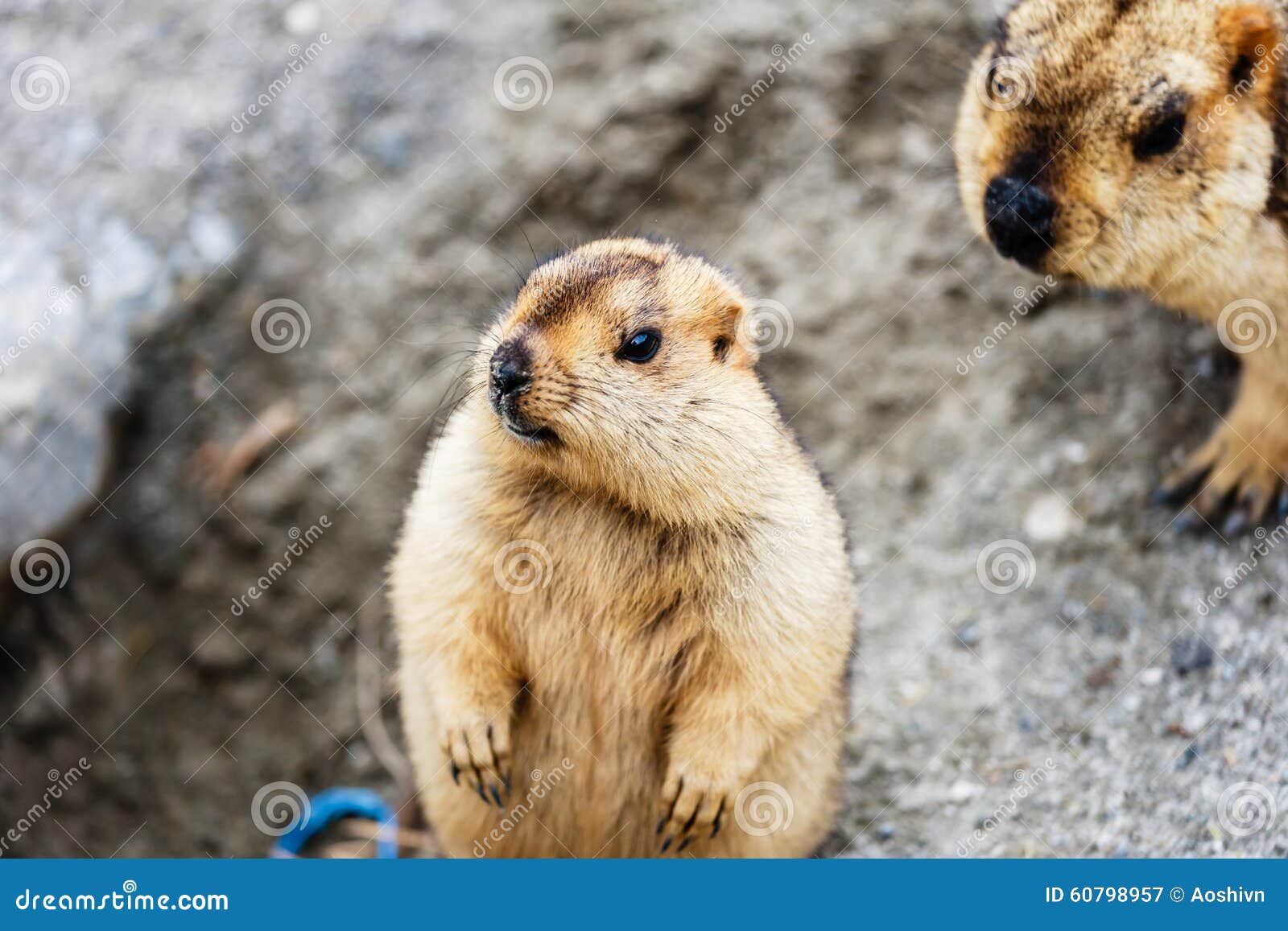 Marmot stock image. Image of look, field, national, funny - 60798957
