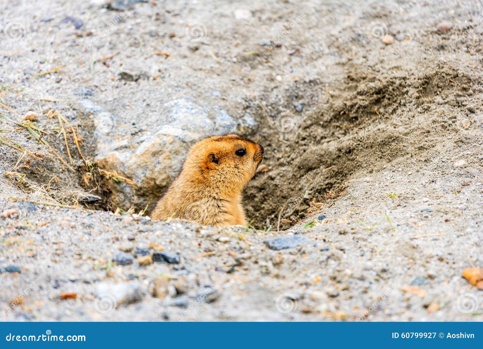 Marmot stock image. Image of furry, bellied, mountain - 60799927
