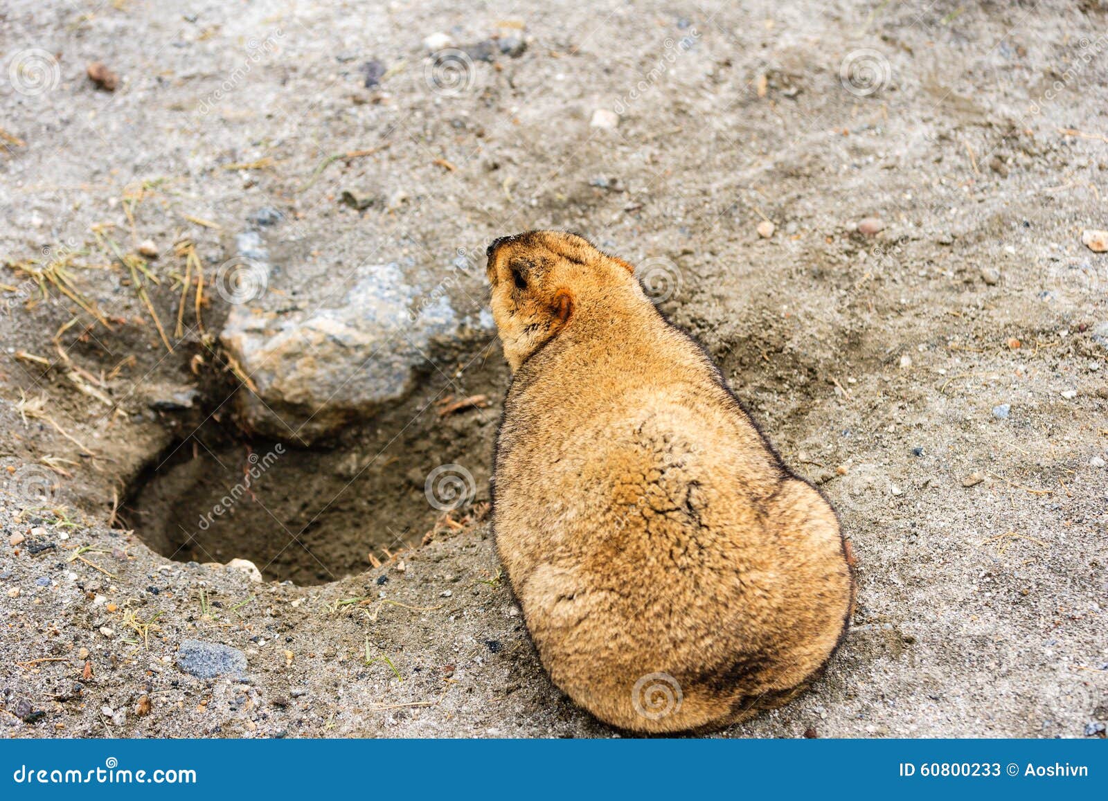 Marmot stock image. Image of mammal, mountain, nature - 60800233