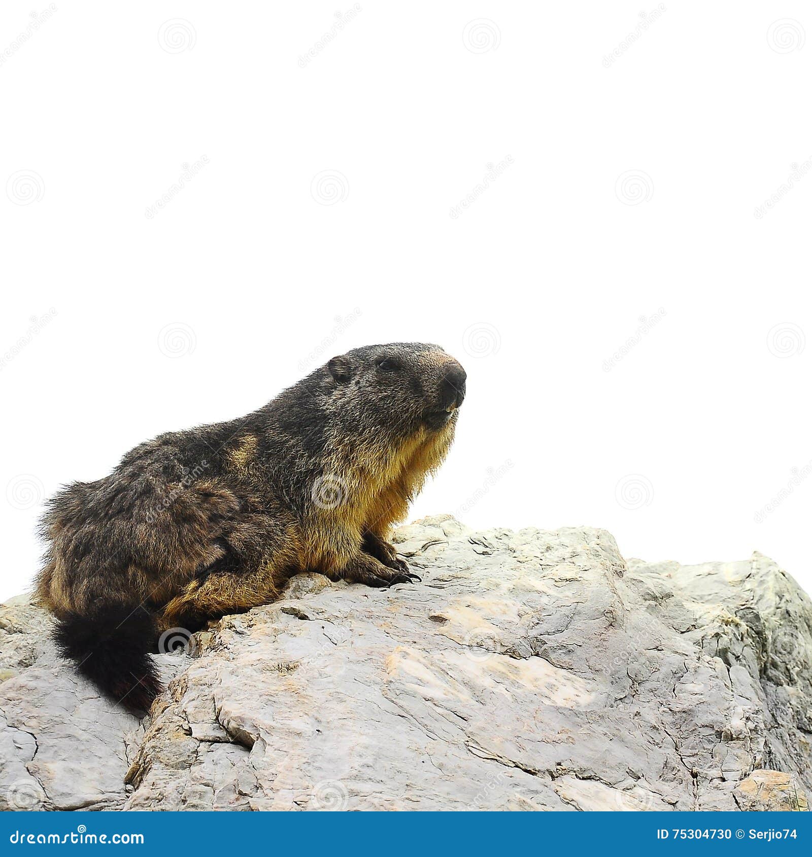Marmot on the big stone. stock photo. Image of isolated - 75304730