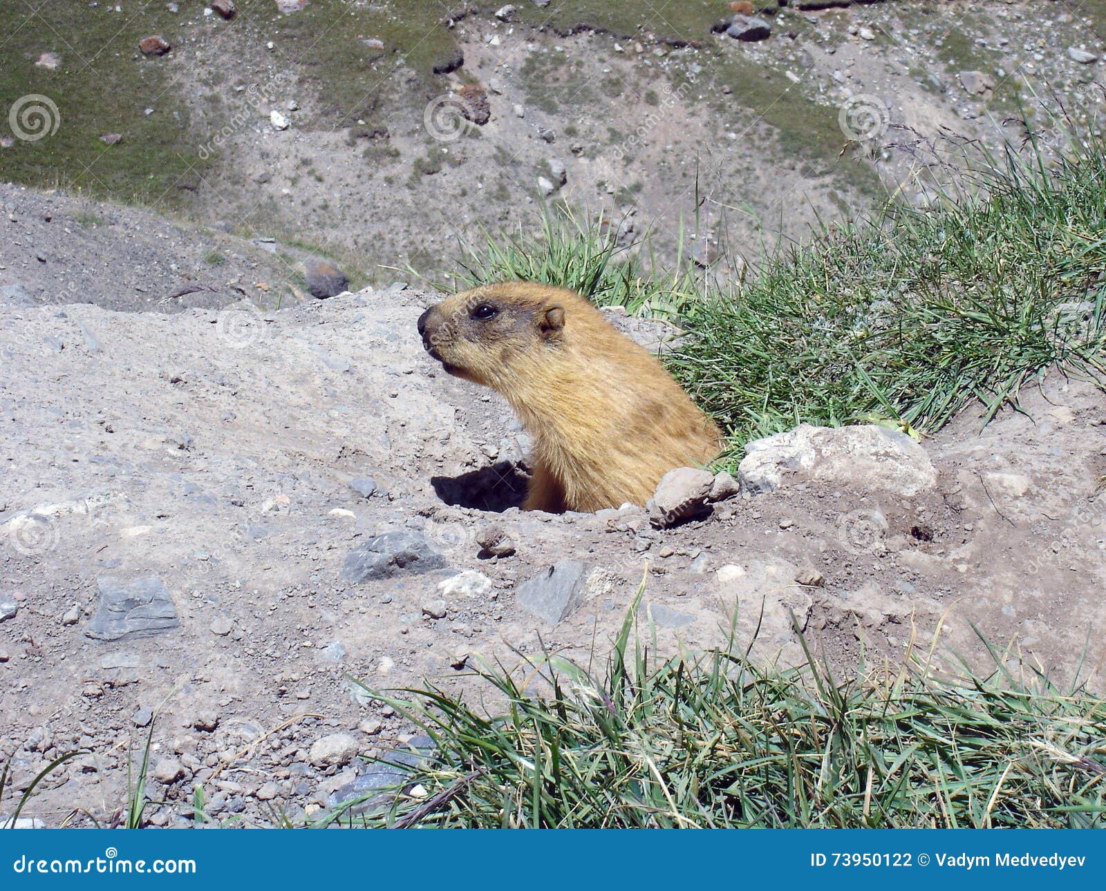 Marmot in Central Asia stock photo. Image of sits, squirrel - 73950122