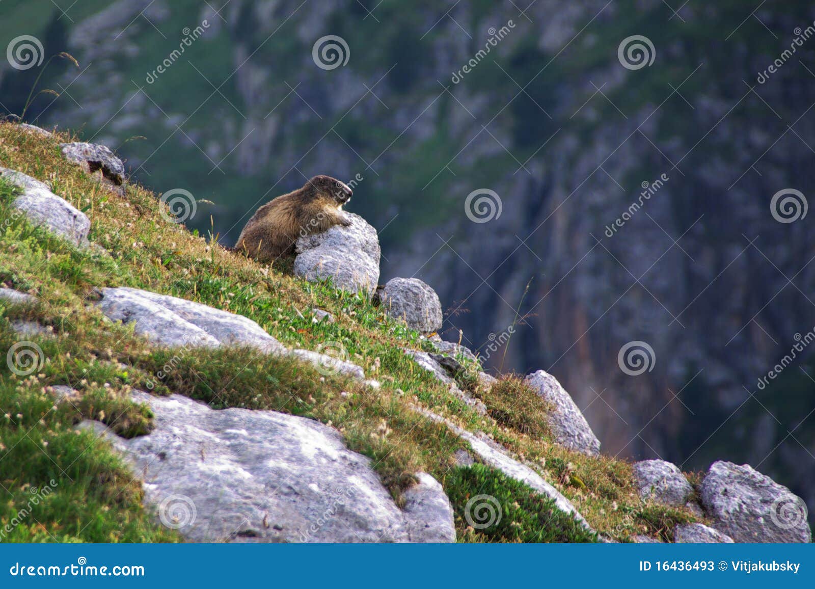 Marmot conquering the rock stock image. Image of marmot - 16436493