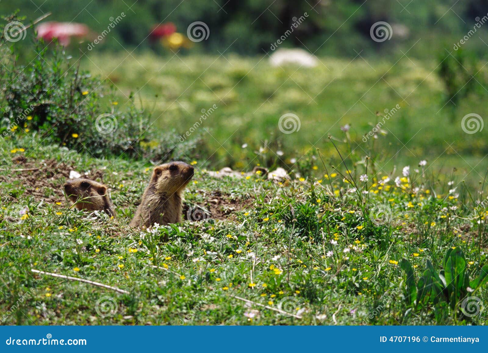 Marmot couple stock photo. Image of animal, green, family - 4707196